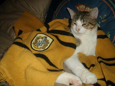 Harry Potter Hufflepuff Cat (in Clipart)