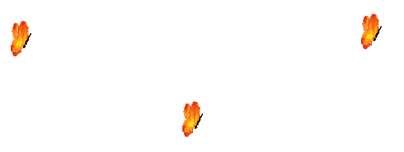 Butterflies (in Animated GIFs)