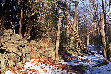Pathway (in Animated GIFs)